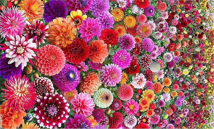 The Global Flower Market: A Land of Rising Opportunity - 24HRS CITY FLORIST