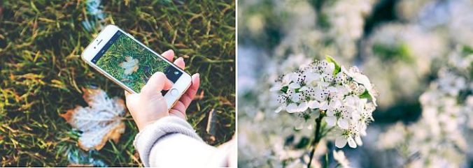 16 Tips For Creative Flower Mobile Photography