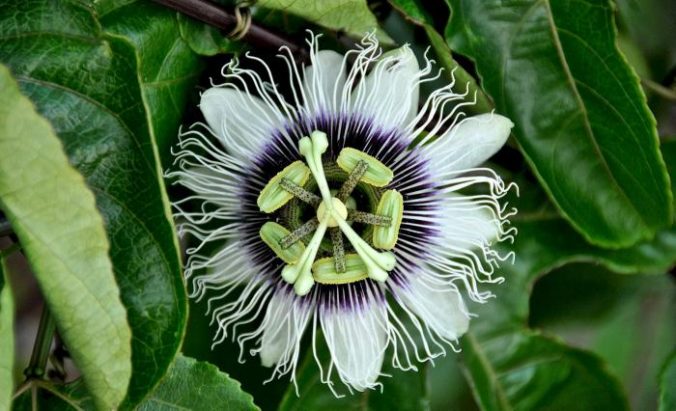 The Significance Of Flowers In The Indian Culture