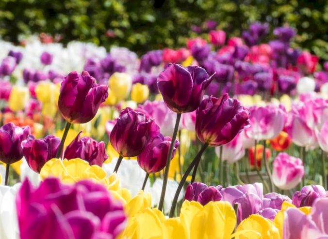 The Significance Of Flowers In The Indian Culture