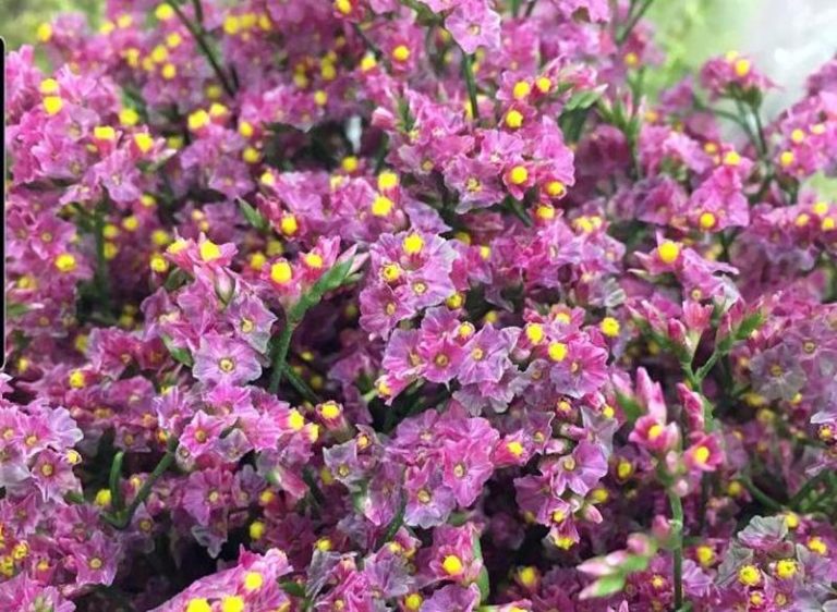 10 Lesser Known Flowers For Bouquets