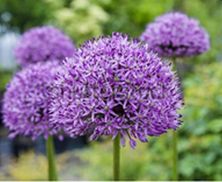 10 Lesser Known Flowers For Bouquets