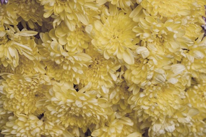 Flower Symbolism In Traditional Chinese Culture
