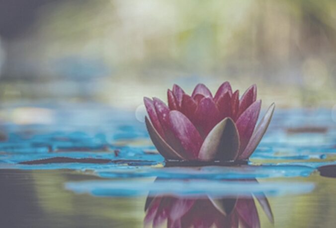 Flower Symbolism In Traditional Chinese Culture